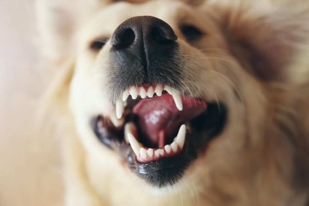 The Importance Of Dental Health For Dogs | Animal Medical Center of Mid ...